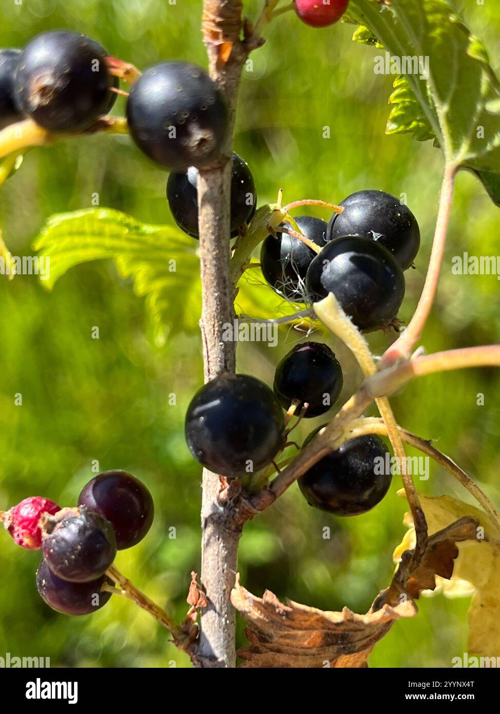 Northern black currant hi-res stock photography and images - Alamy