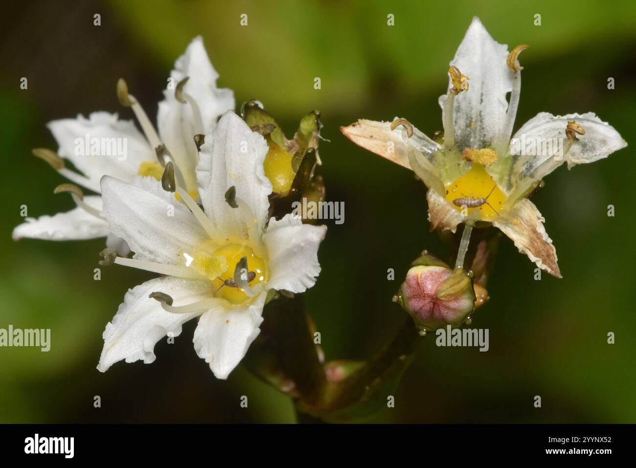 Deer-cabbage (Nephrophyllidium crista-galli Stock Photo - Alamy