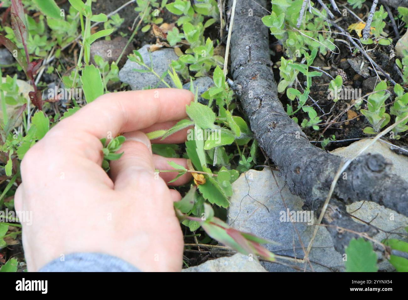 musk monkeyflower (Erythranthe moschata Stock Photo - Alamy