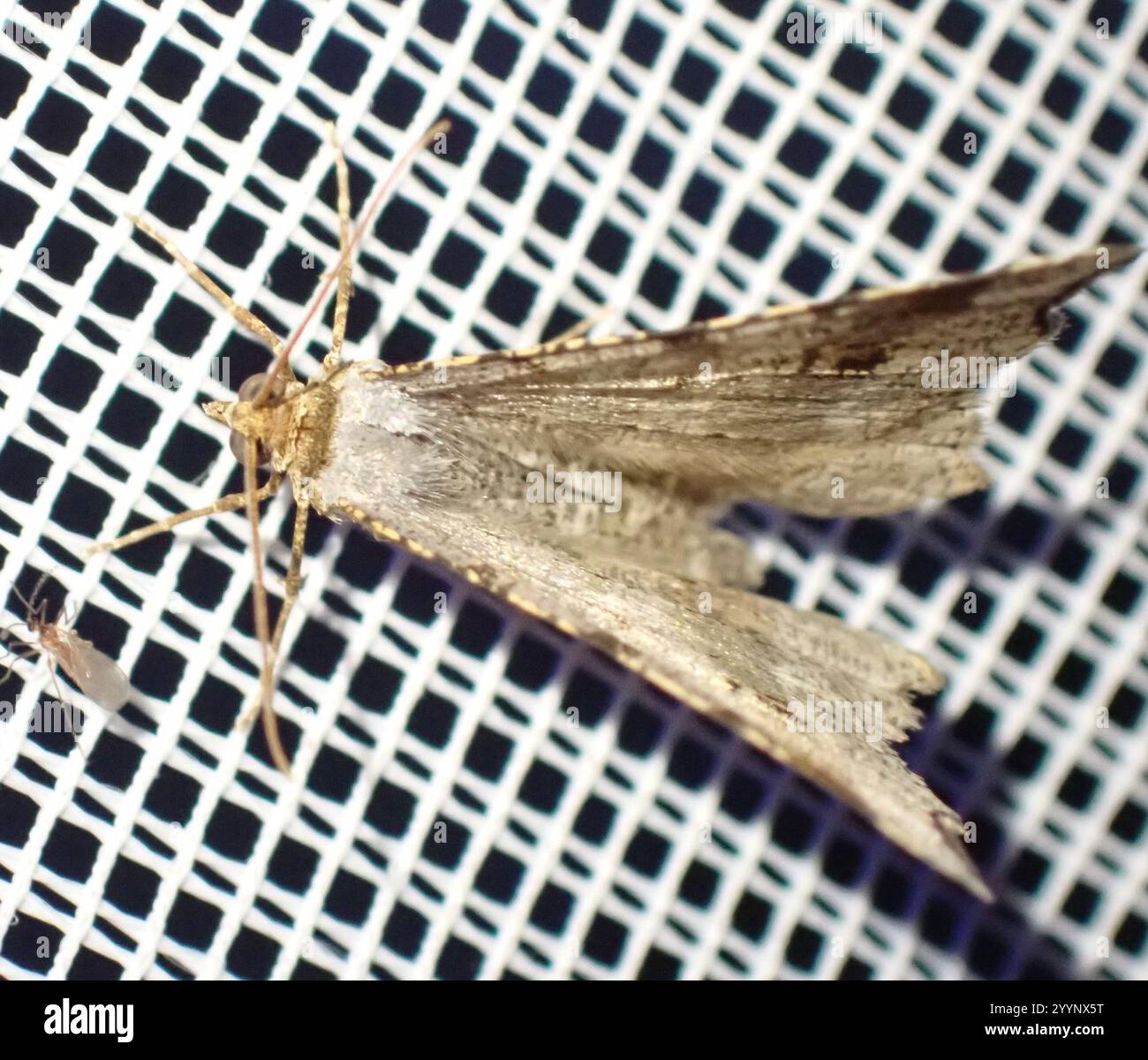 Sharp-angled Peacock Moth (Macaria alternata Stock Photo - Alamy