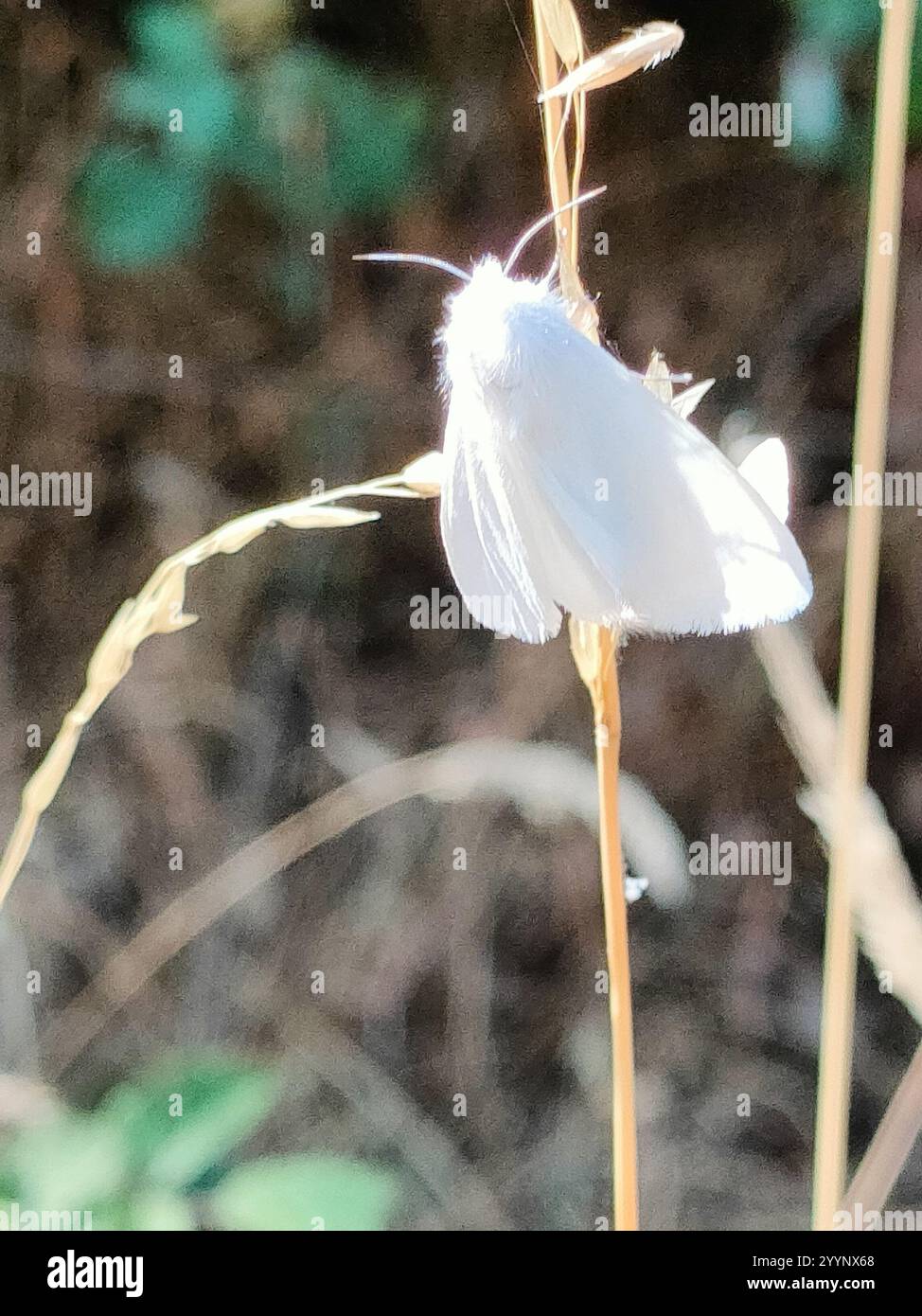 Fall Webworm Moth (Hyphantria cunea Stock Photo - Alamy