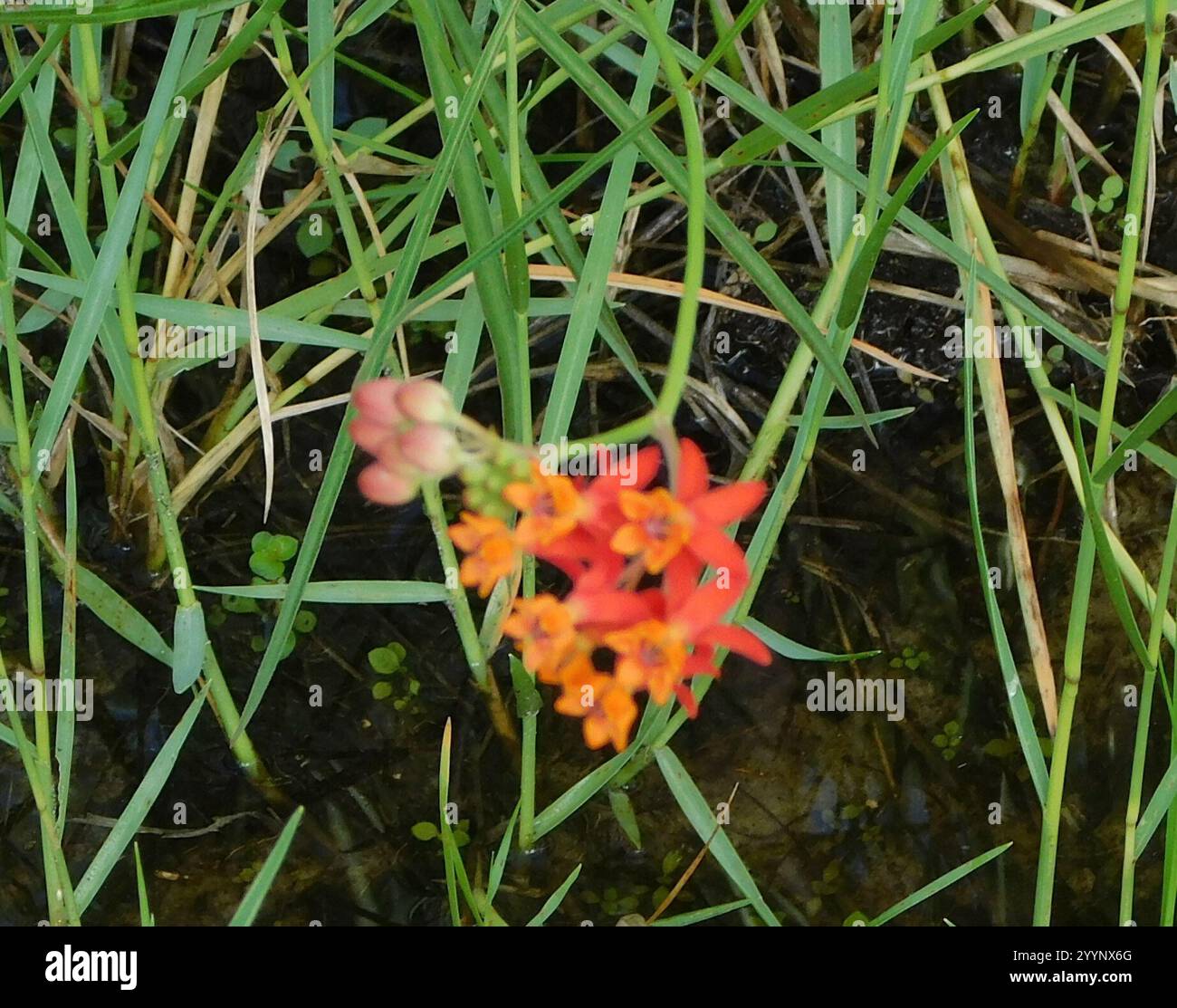 Asclepias lanceolata hi-res stock photography and images - Alamy