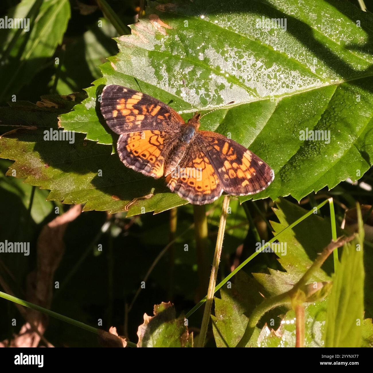 Northern Crescent (Phyciodes cocyta Stock Photo - Alamy