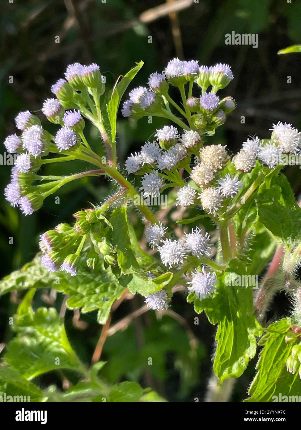billygoat weed (Ageratum conyzoides Stock Photo - Alamy