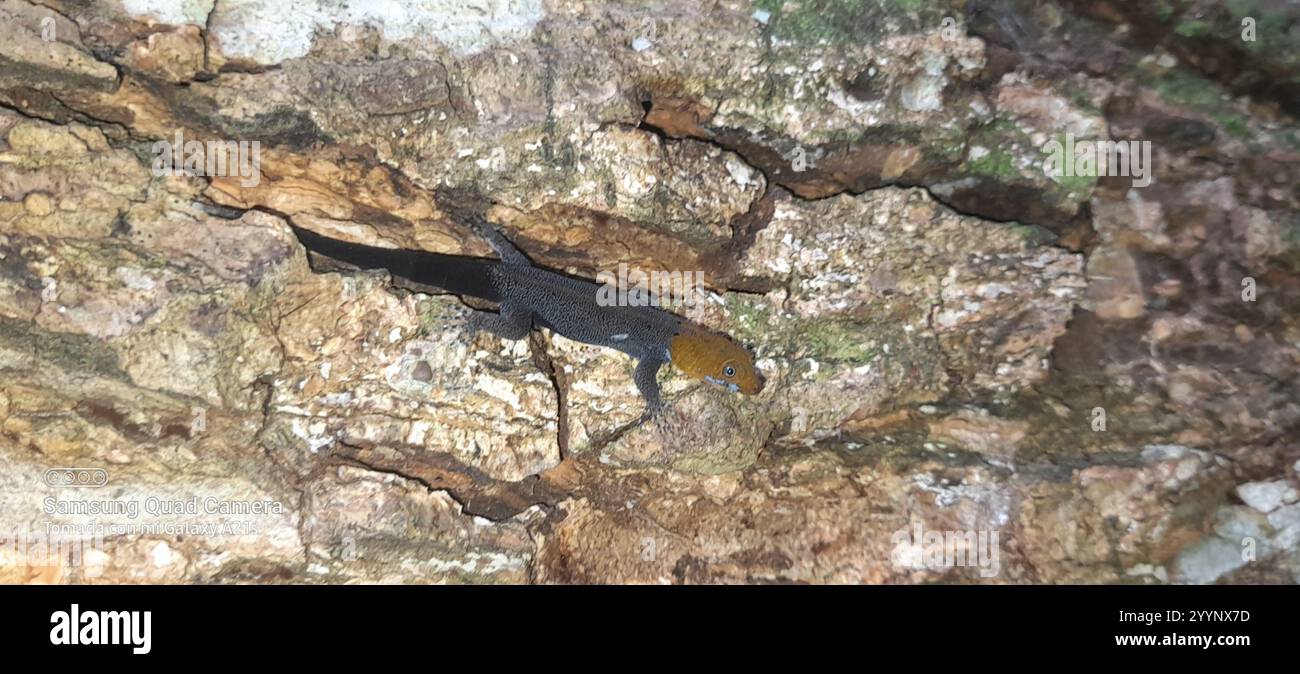 Yellow-headed Gecko (Gonatodes albogularis Stock Photo - Alamy