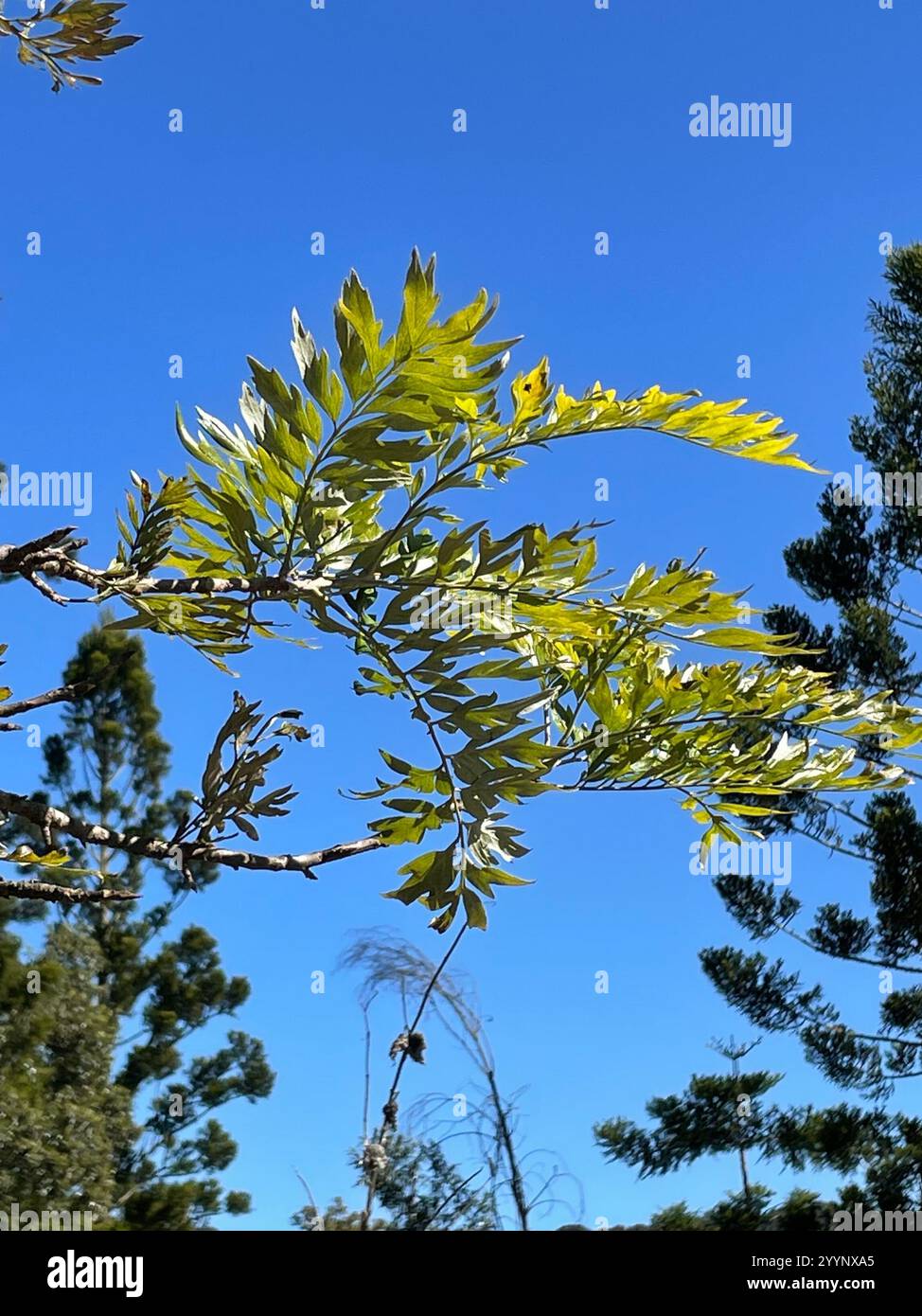 silk oak (Grevillea robusta Stock Photo - Alamy
