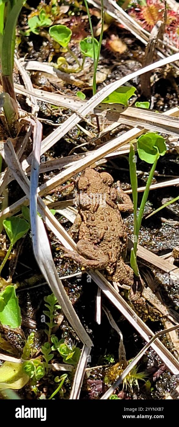 Western Toad (Anaxyrus boreas Stock Photo - Alamy