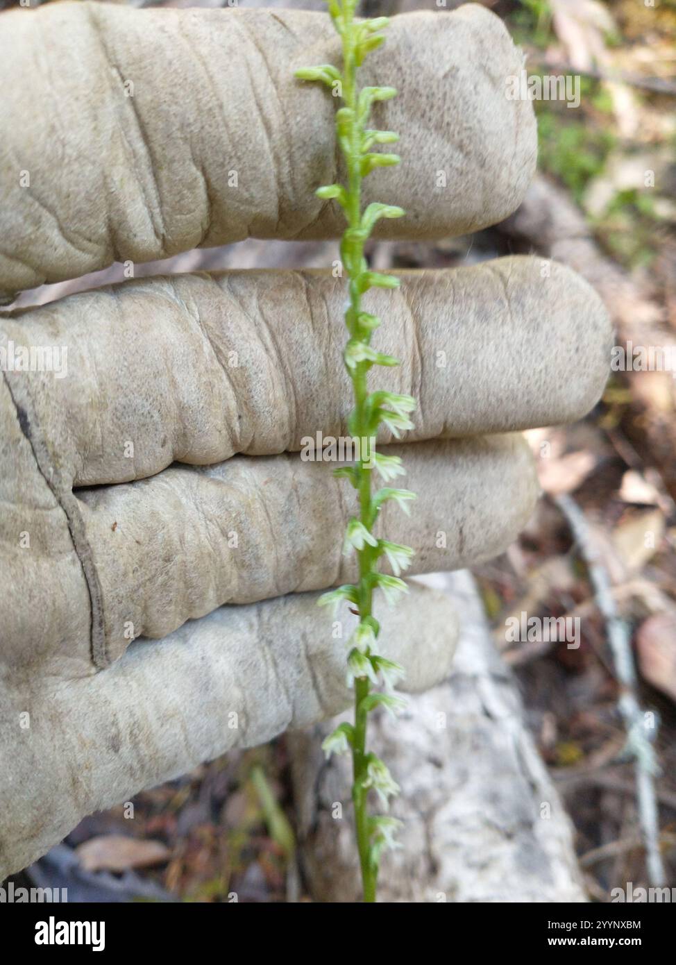 Whiteflower Rein Orchid (Platanthera ephemerantha Stock Photo - Alamy