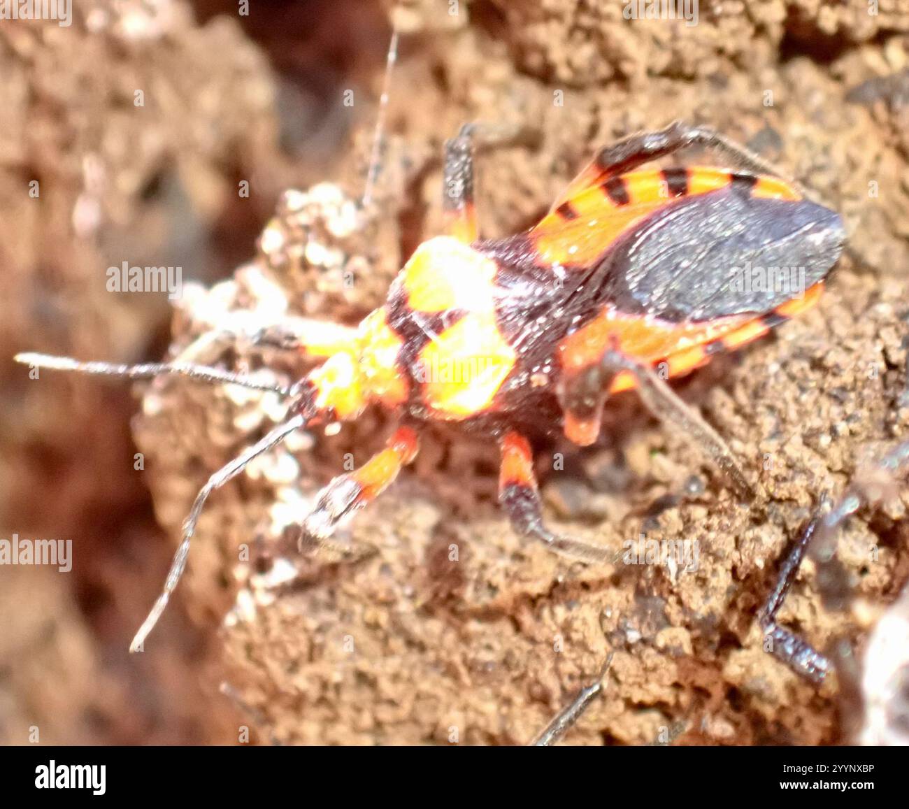 Termite Assassin Bug (Tegea atropicta Stock Photo - Alamy