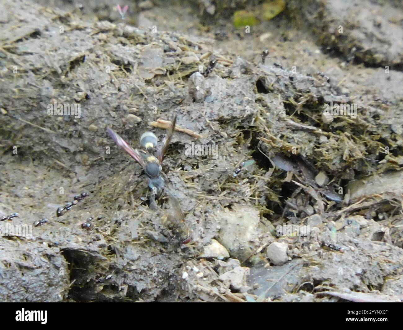 Paper Wasps (Polistinae Stock Photo - Alamy