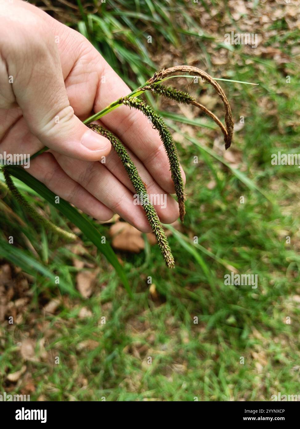 Hanging sedge (Carex pendula Stock Photo - Alamy