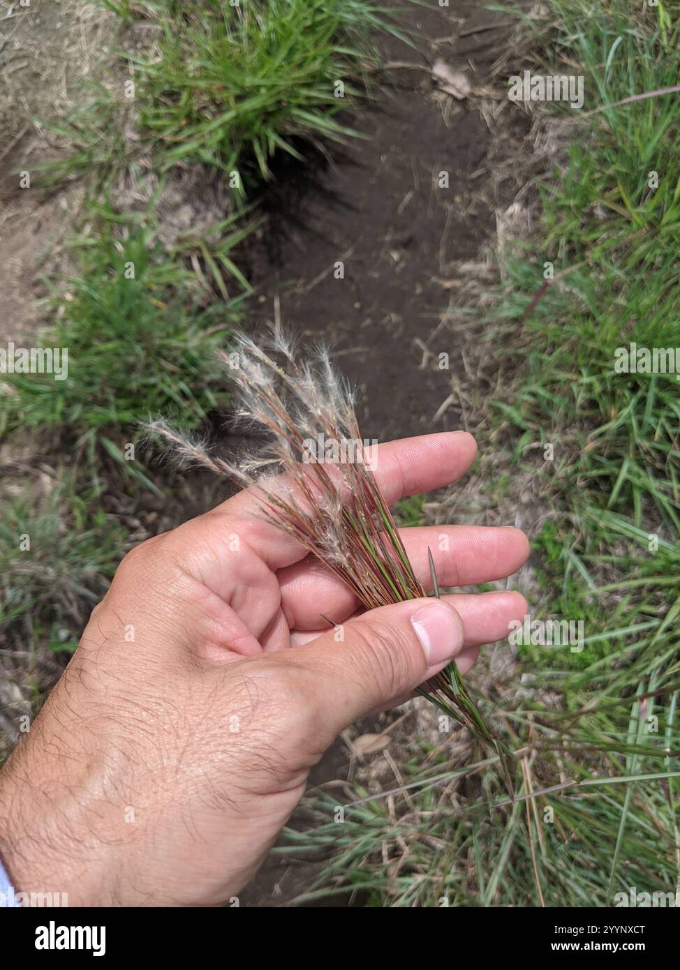 bluestems, lemon grasses, silvergrasses, and allies (Andropogoneae ...
