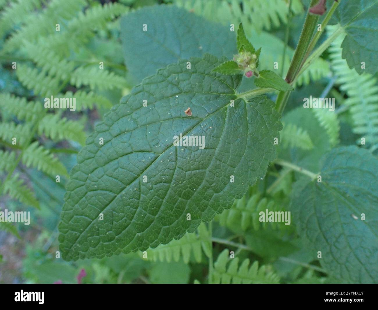 Coastal Hedge-nettle (Stachys chamissonis Stock Photo - Alamy