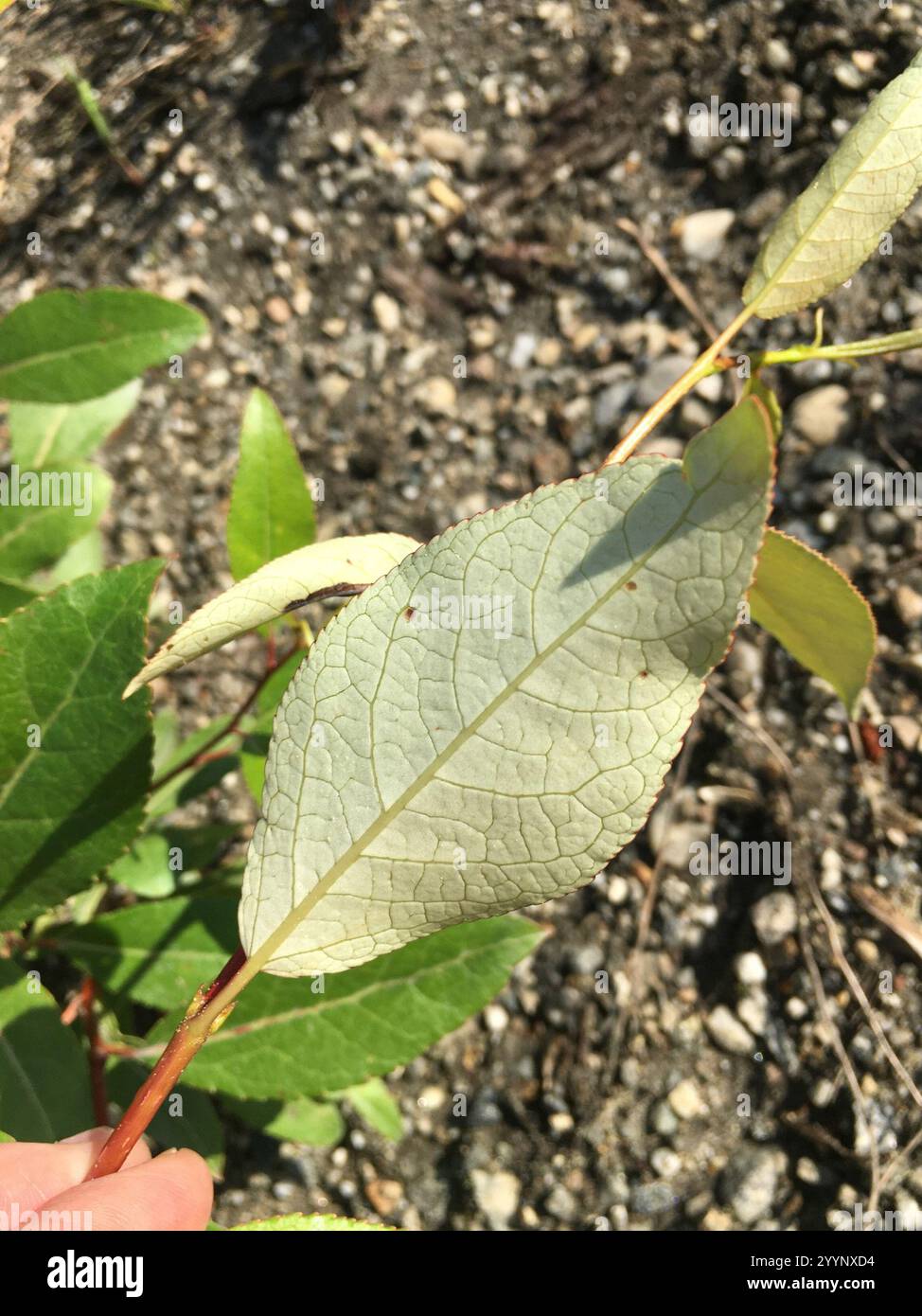 black cottonwood (Populus trichocarpa Stock Photo - Alamy