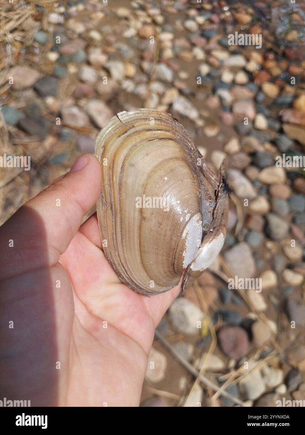 Fragile Papershell (Potamilus fragilis Stock Photo - Alamy