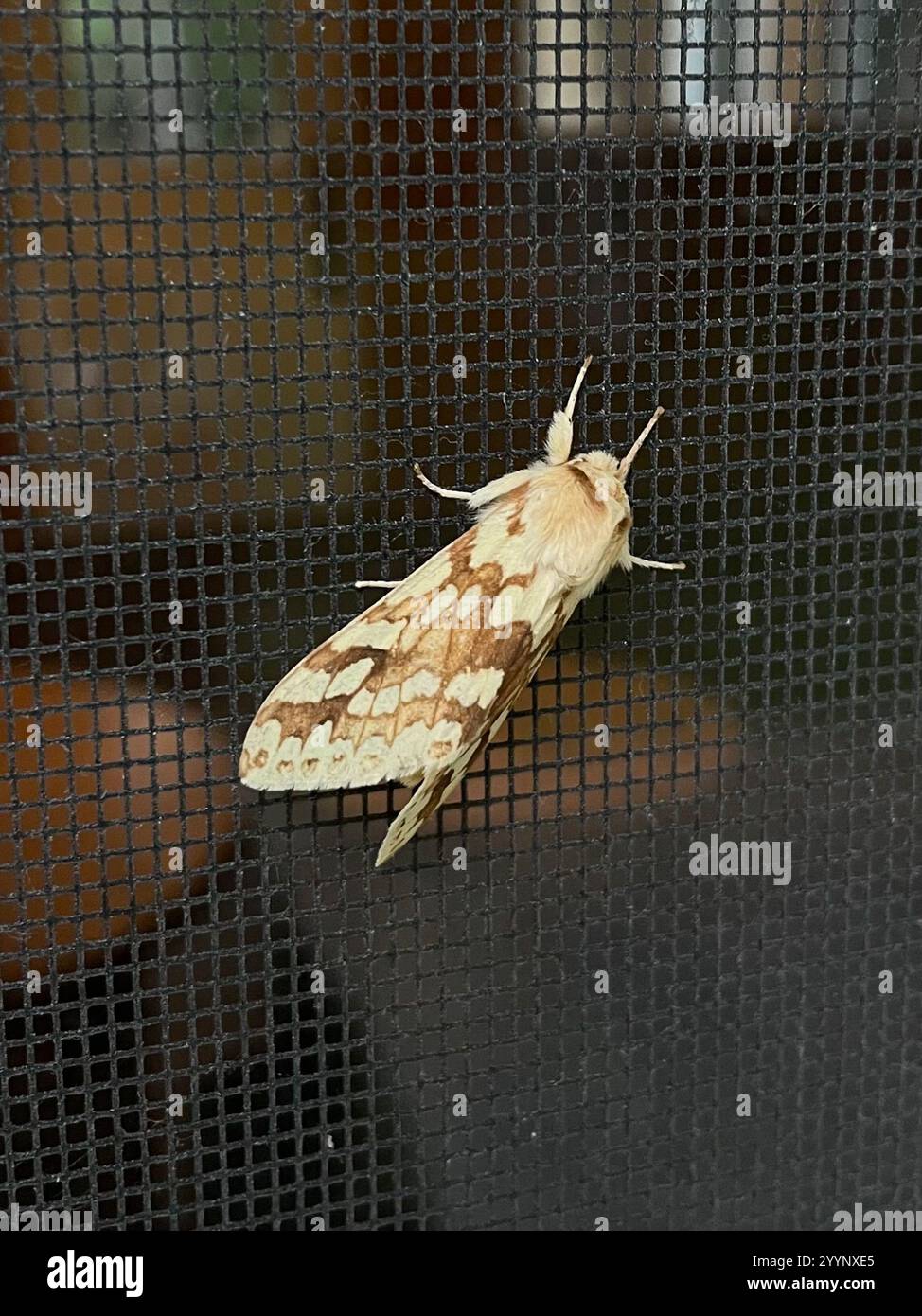 Spotted Tussock Moth (Lophocampa maculata Stock Photo - Alamy