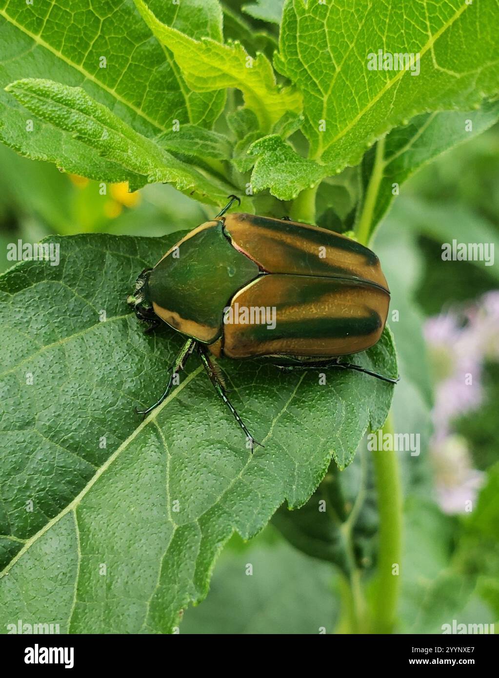 Common Green June Beetle (Cotinis nitida Stock Photo - Alamy