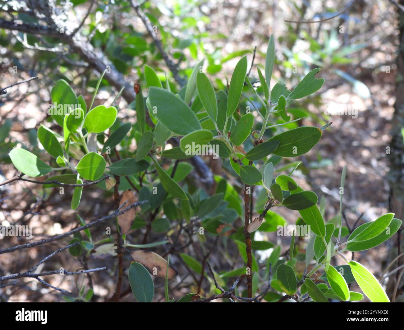Common Manzanita (Arctostaphylos manzanita Stock Photo - Alamy