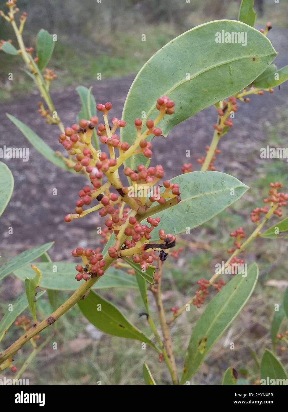Acacia myrtifolia hi-res stock photography and images - Alamy
