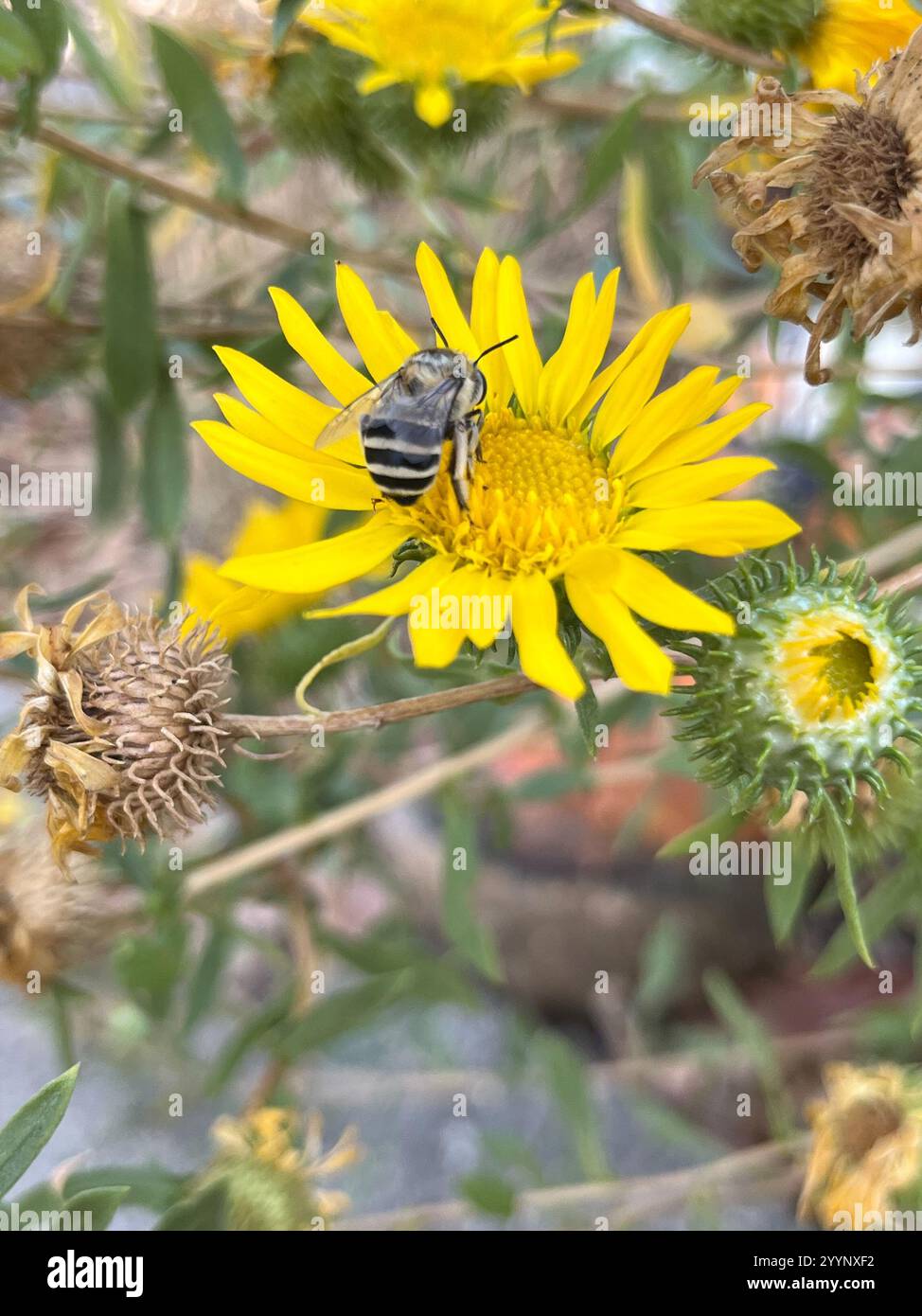 Urbane Digger Bee (Anthophora urbana Stock Photo - Alamy
