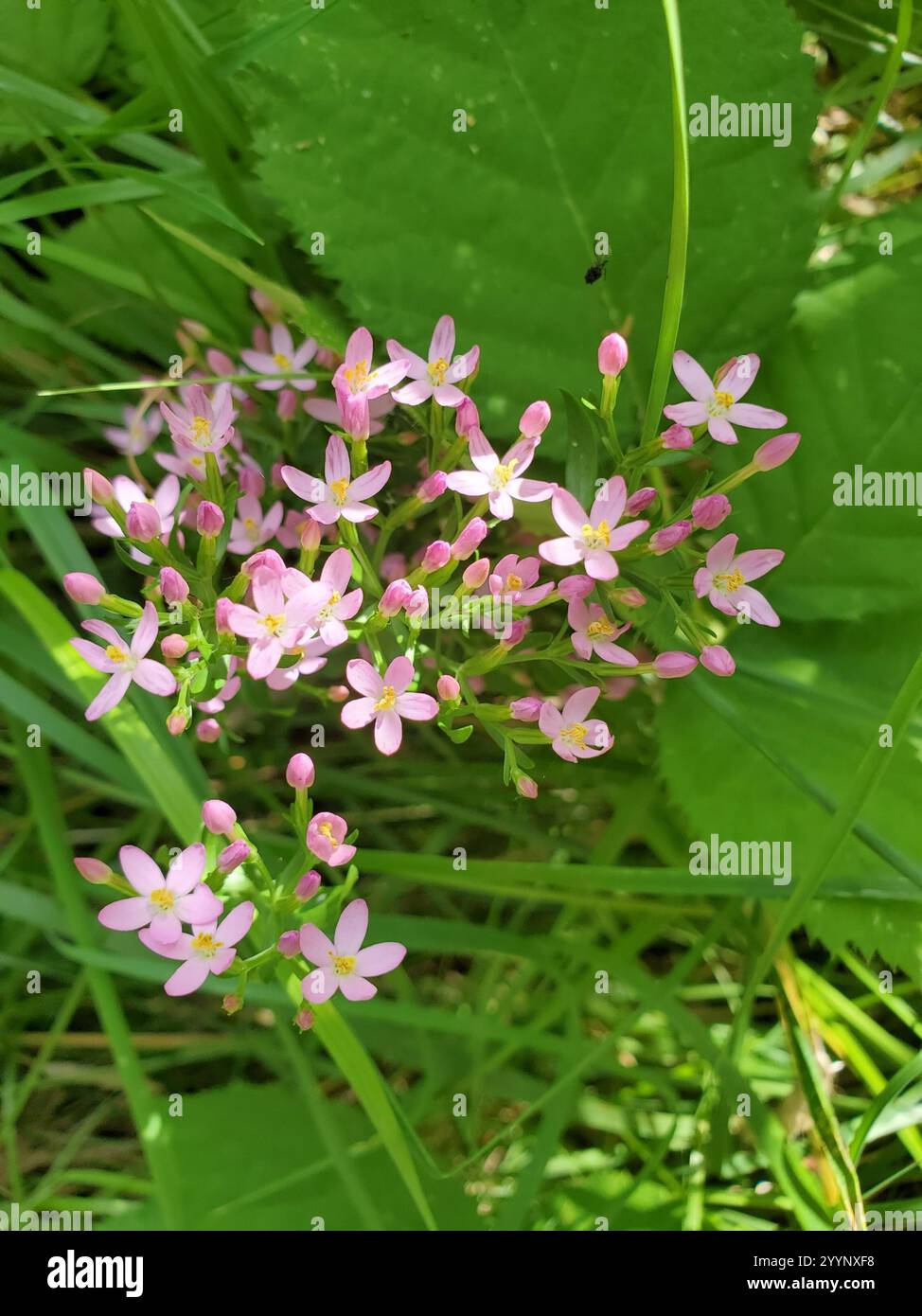 Common centaury (Centaurium erythraea Stock Photo - Alamy
