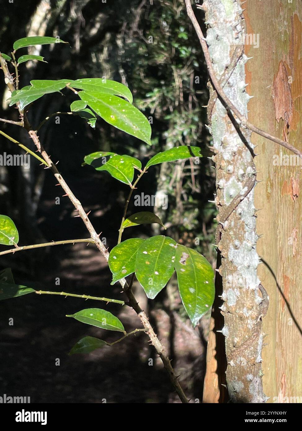 Zanthoxylum brachyacanthum hi-res stock photography and images - Alamy