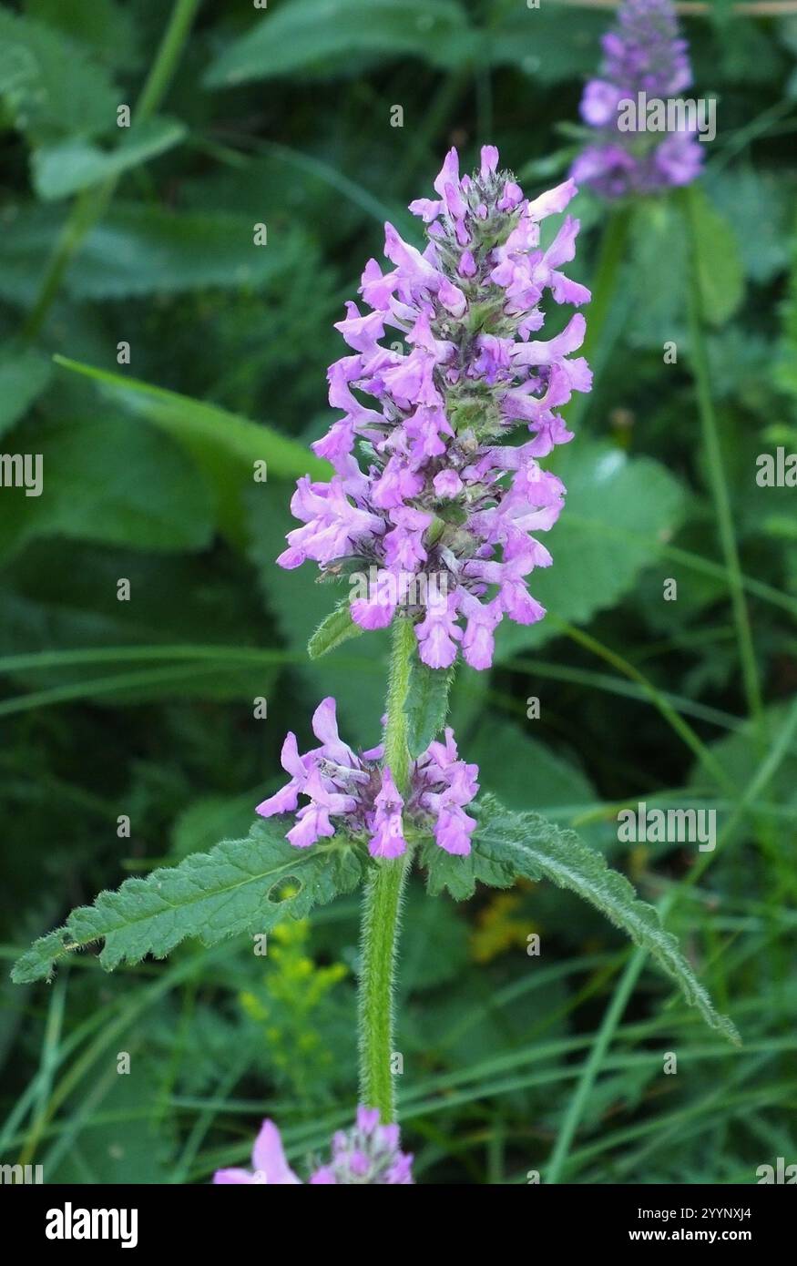 common hedge-nettle (Betonica officinalis Stock Photo - Alamy