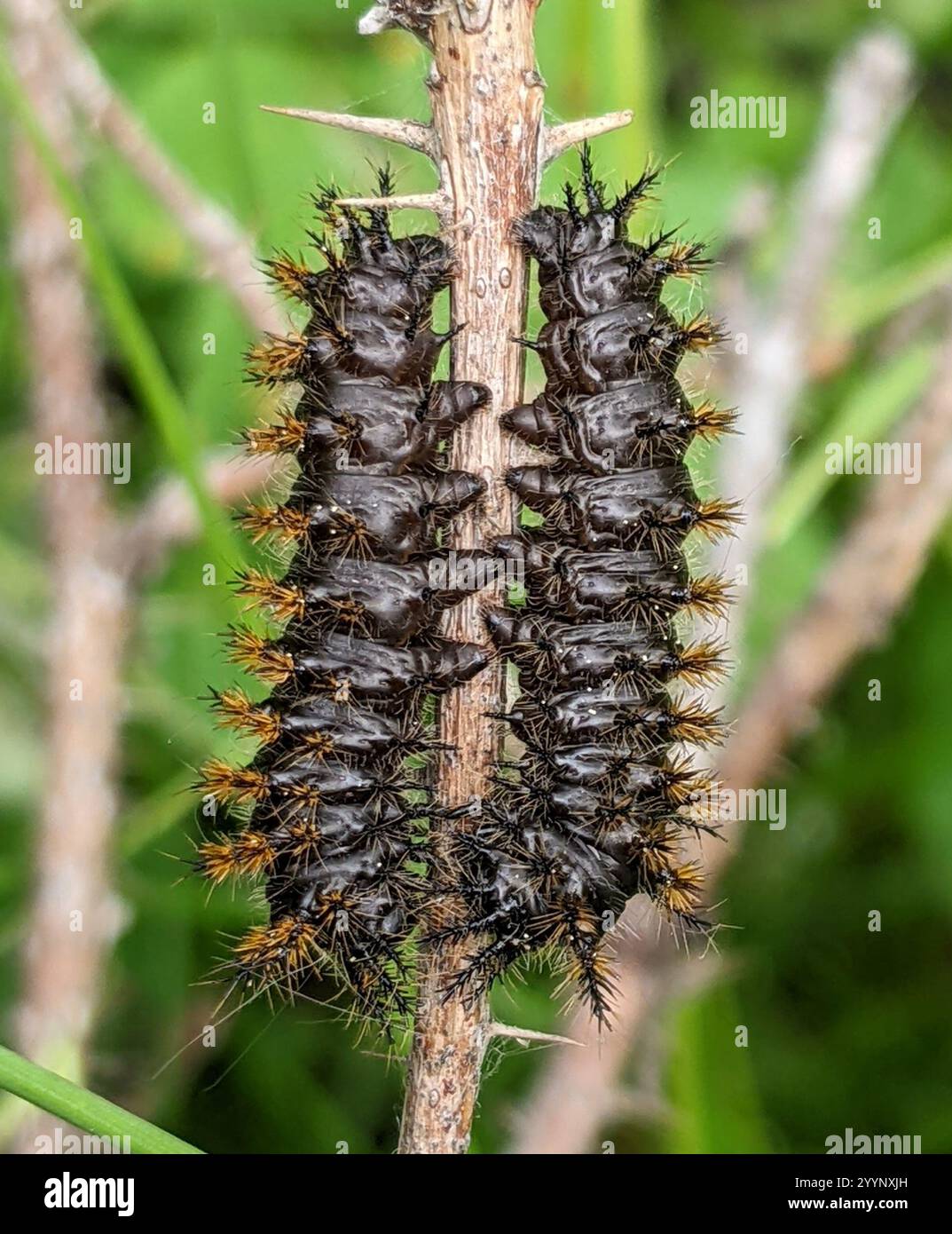 Western Sheep Moth (Hemileuca eglanterina Stock Photo - Alamy
