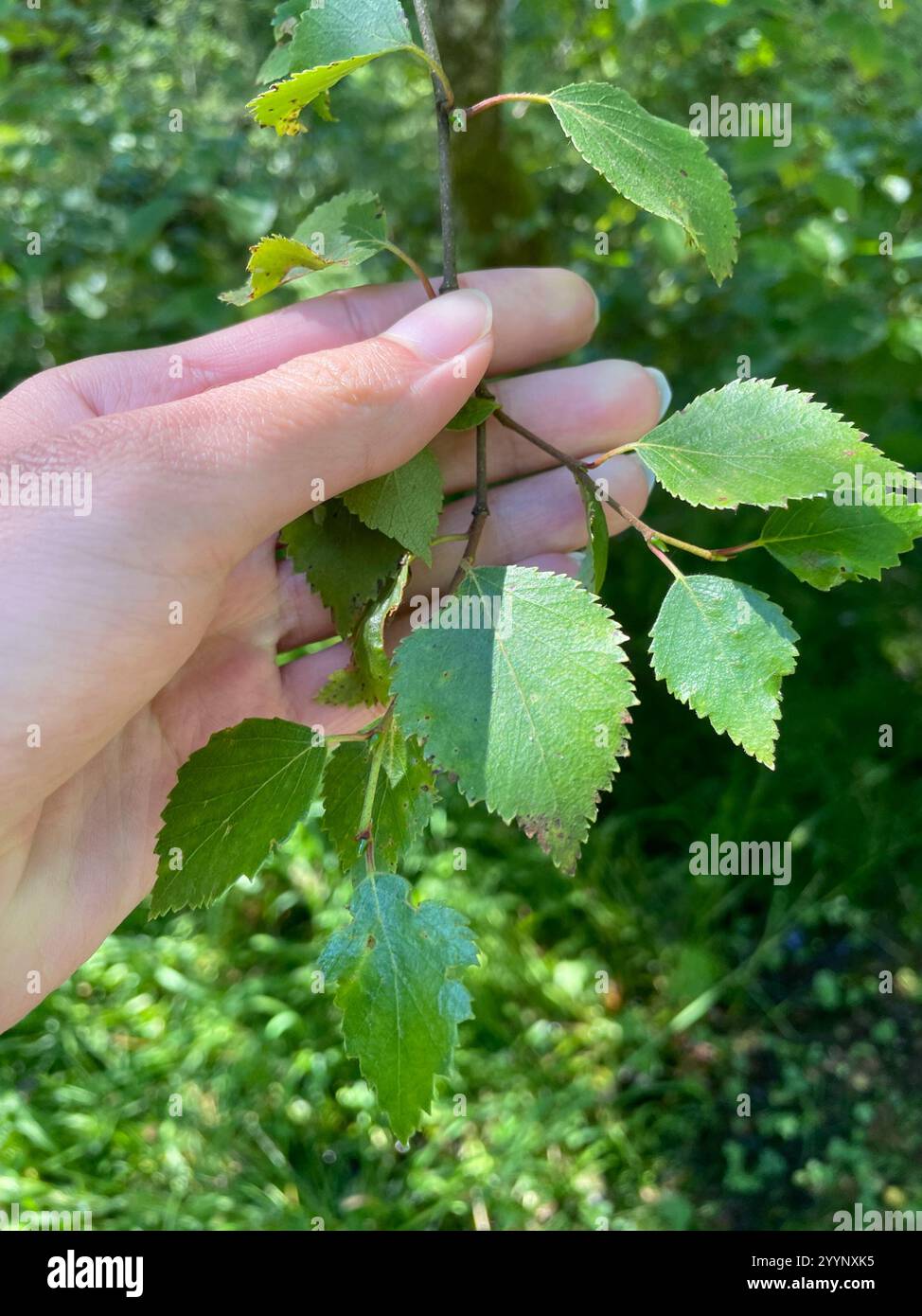 Downy Birch (Betula pubescens Stock Photo - Alamy