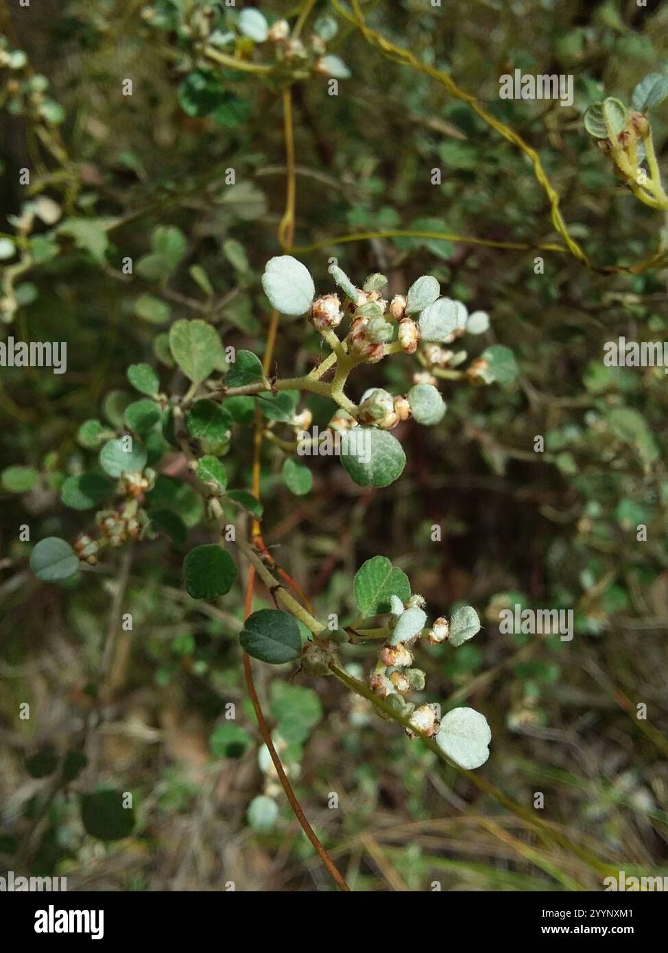 Spyridium parvifolium hi-res stock photography and images - Alamy