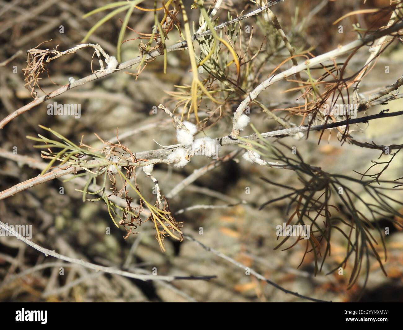 Sagebrush Woolly Stem Gall Midge (Rhopalomyia floccosa Stock Photo - Alamy