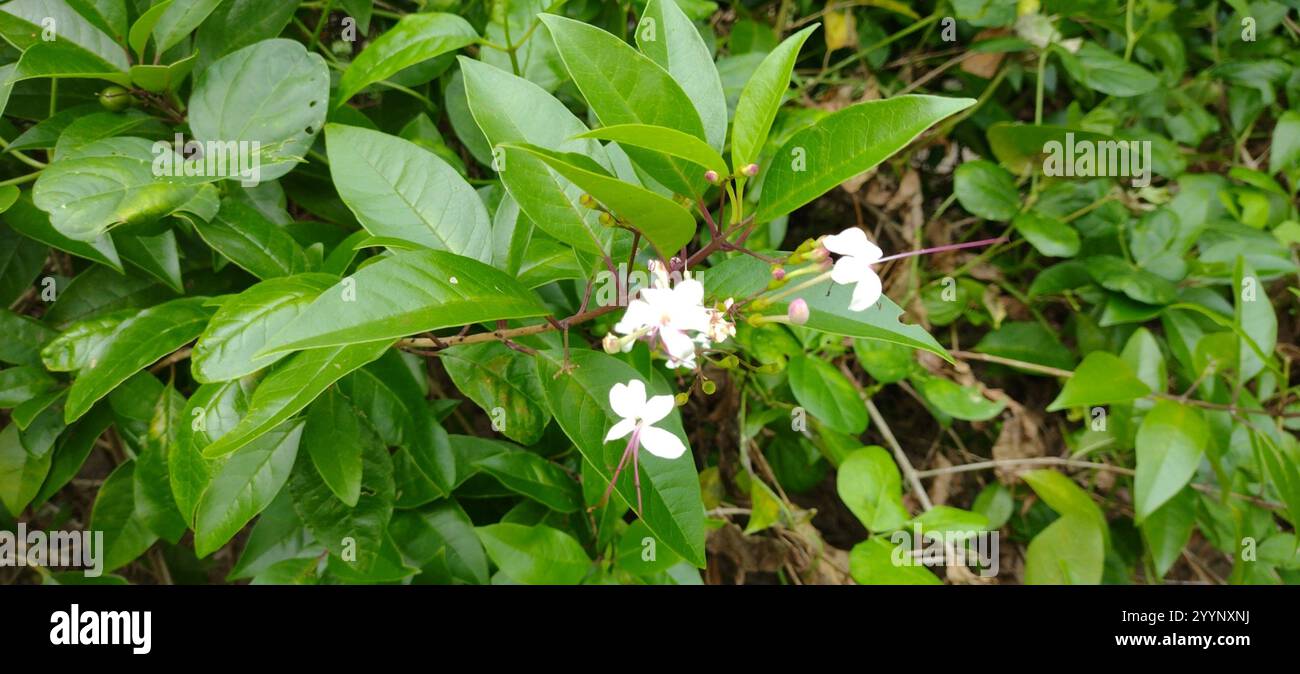 scrambling clerodendrum (Volkameria inermis Stock Photo - Alamy