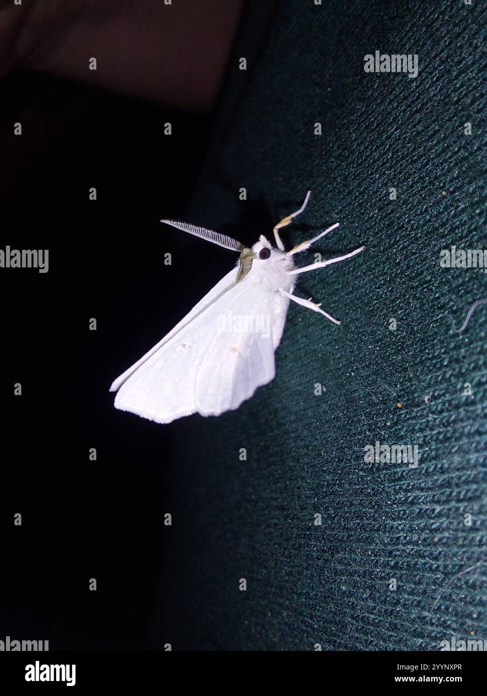 Ennomos subsignaria hi-res stock photography and images - Alamy