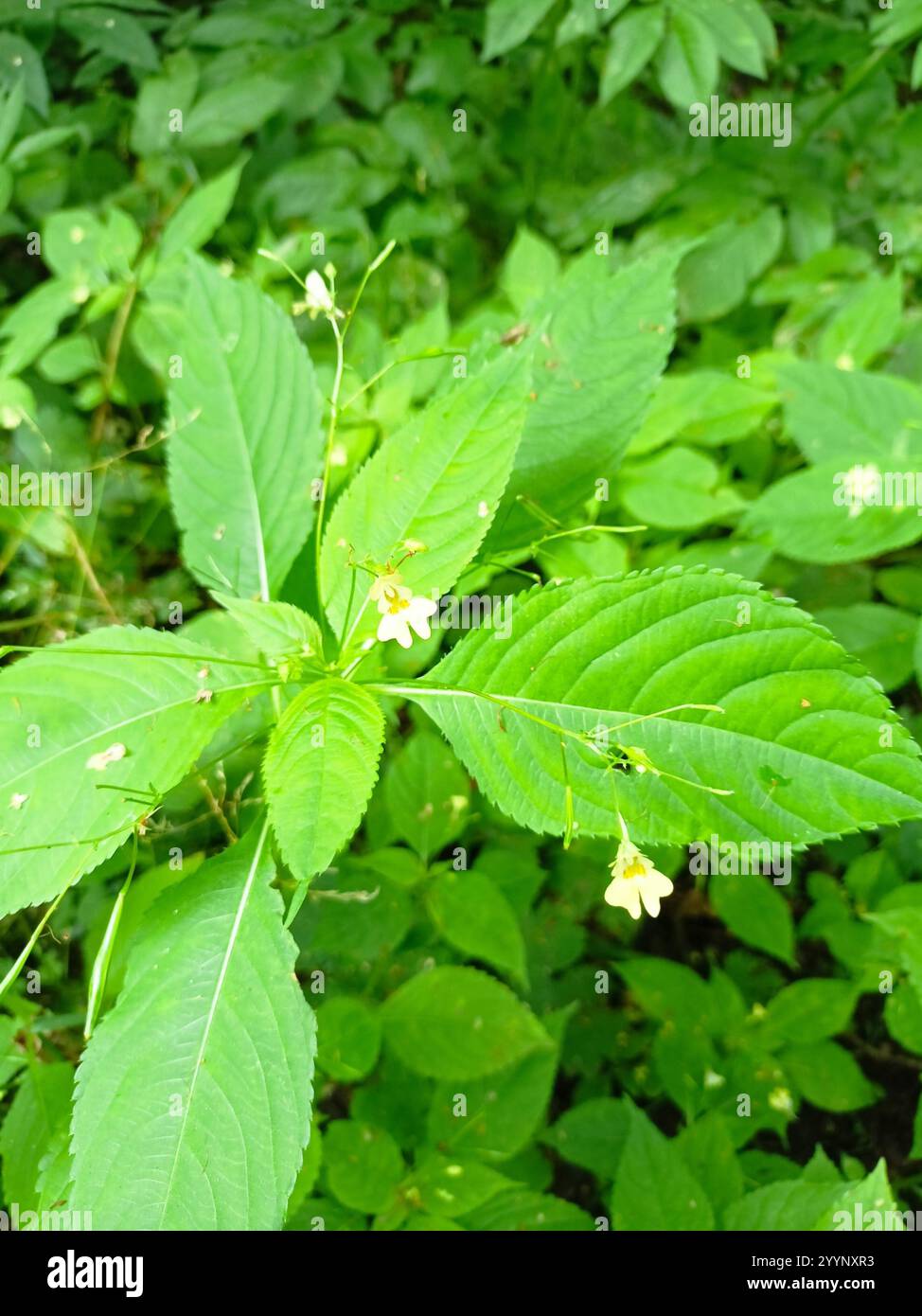 small balsam (Impatiens parviflora Stock Photo - Alamy