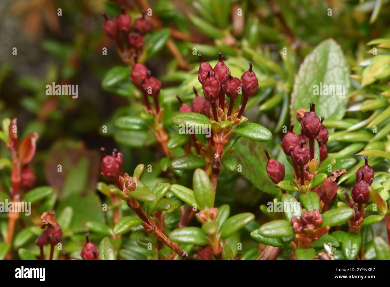 alpine azalea (Kalmia procumbens Stock Photo - Alamy