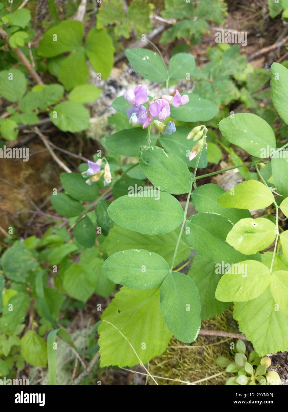 Leafy Pea (Lathyrus polyphyllus Stock Photo - Alamy