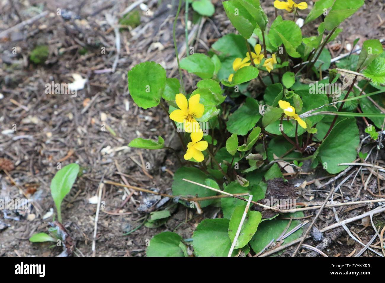 western roundleaf violet (Viola orbiculata Stock Photo - Alamy