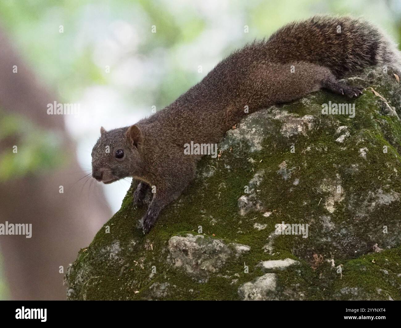 Taiwan Squirrel (Callosciurus erythraeus thaiwanensis Stock Photo - Alamy