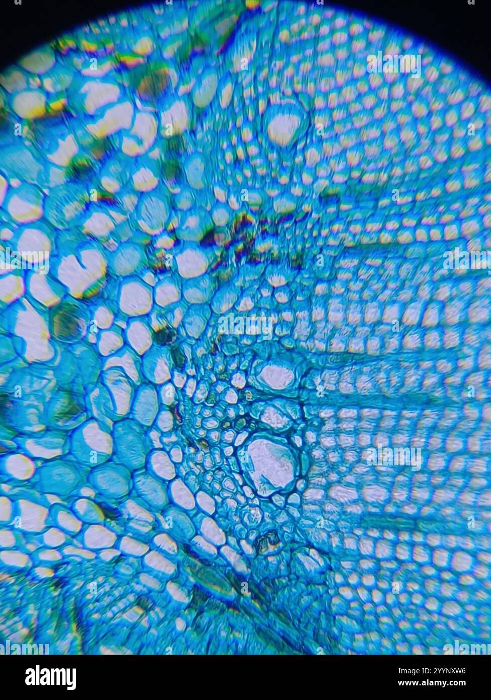 Cotton stem microscope hi-res stock photography and images - Alamy