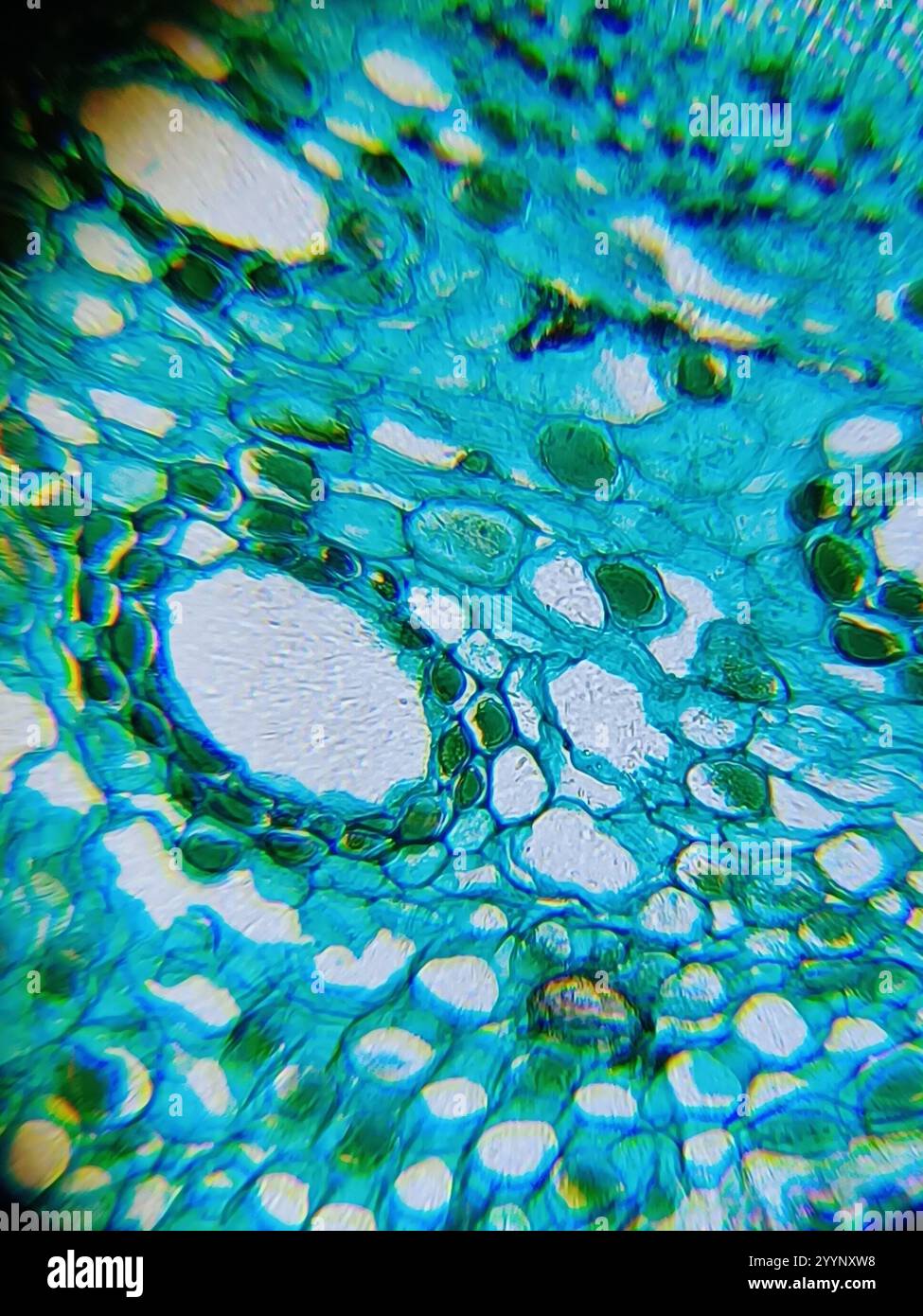 Cotton stem microscope hi-res stock photography and images - Alamy