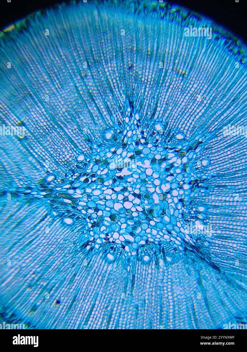 Cotton stem microscope hi-res stock photography and images - Alamy