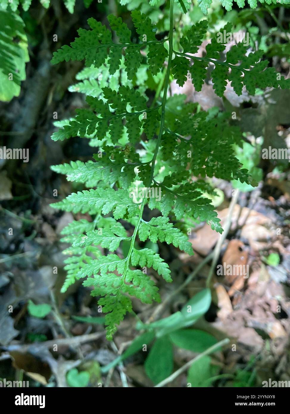 fragile ferns (Cystopteris Stock Photo - Alamy
