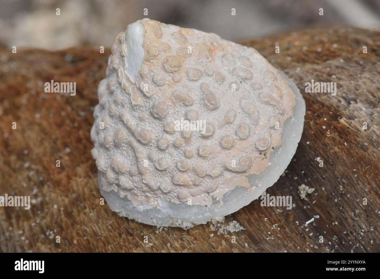 Whitecap Limpet (Acmaea mitra Stock Photo - Alamy