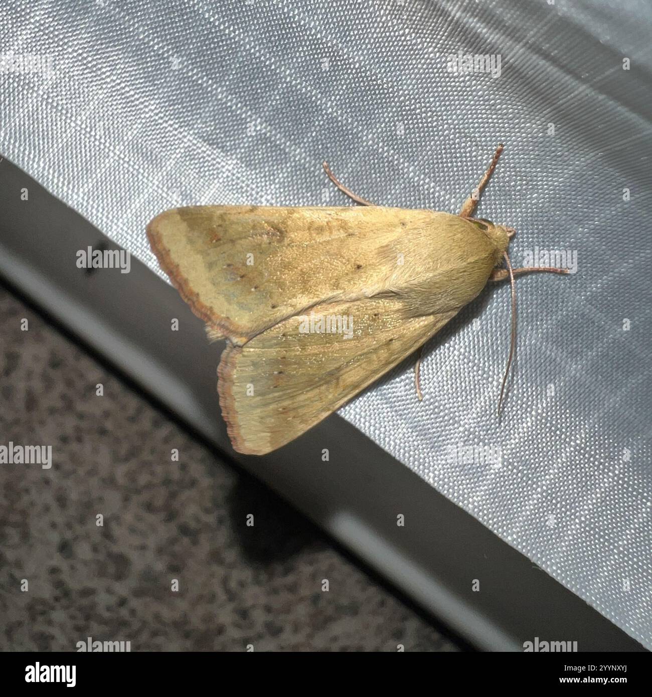 Corn Earworm Moth (Helicoverpa zea Stock Photo - Alamy
