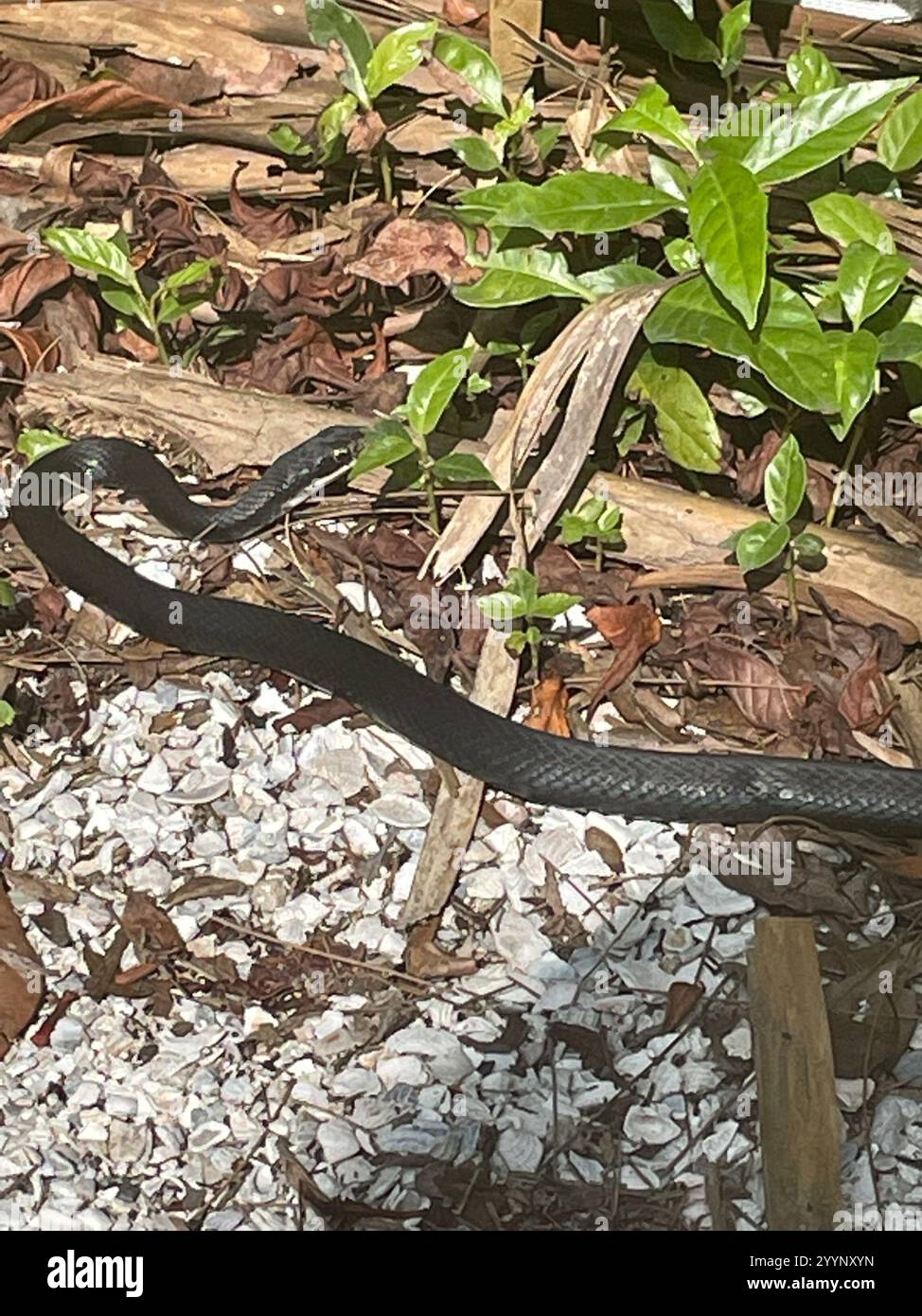 Southern Black Racer (Coluber constrictor priapus Stock Photo - Alamy