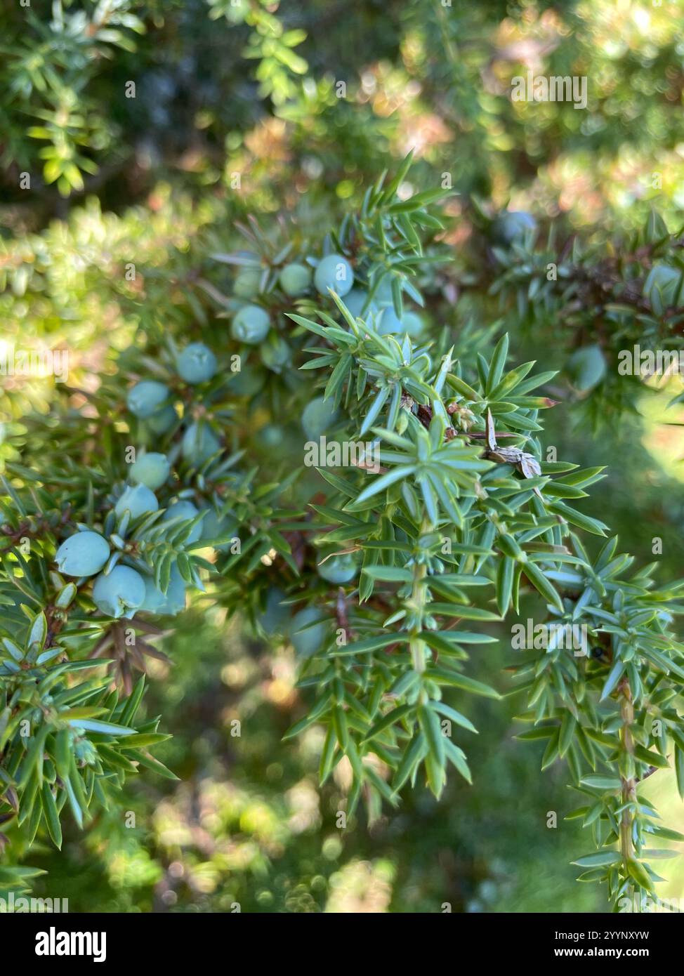 common juniper (Juniperus communis Stock Photo - Alamy