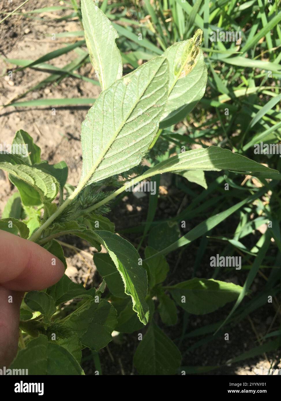 Redroot Amaranth (Amaranthus retroflexus Stock Photo - Alamy