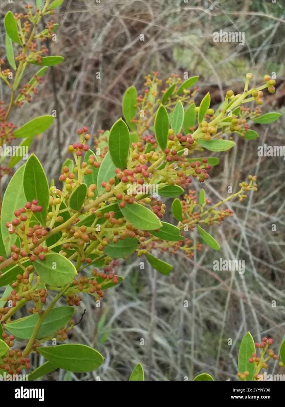 Myrtle Wattle (Acacia myrtifolia Stock Photo - Alamy