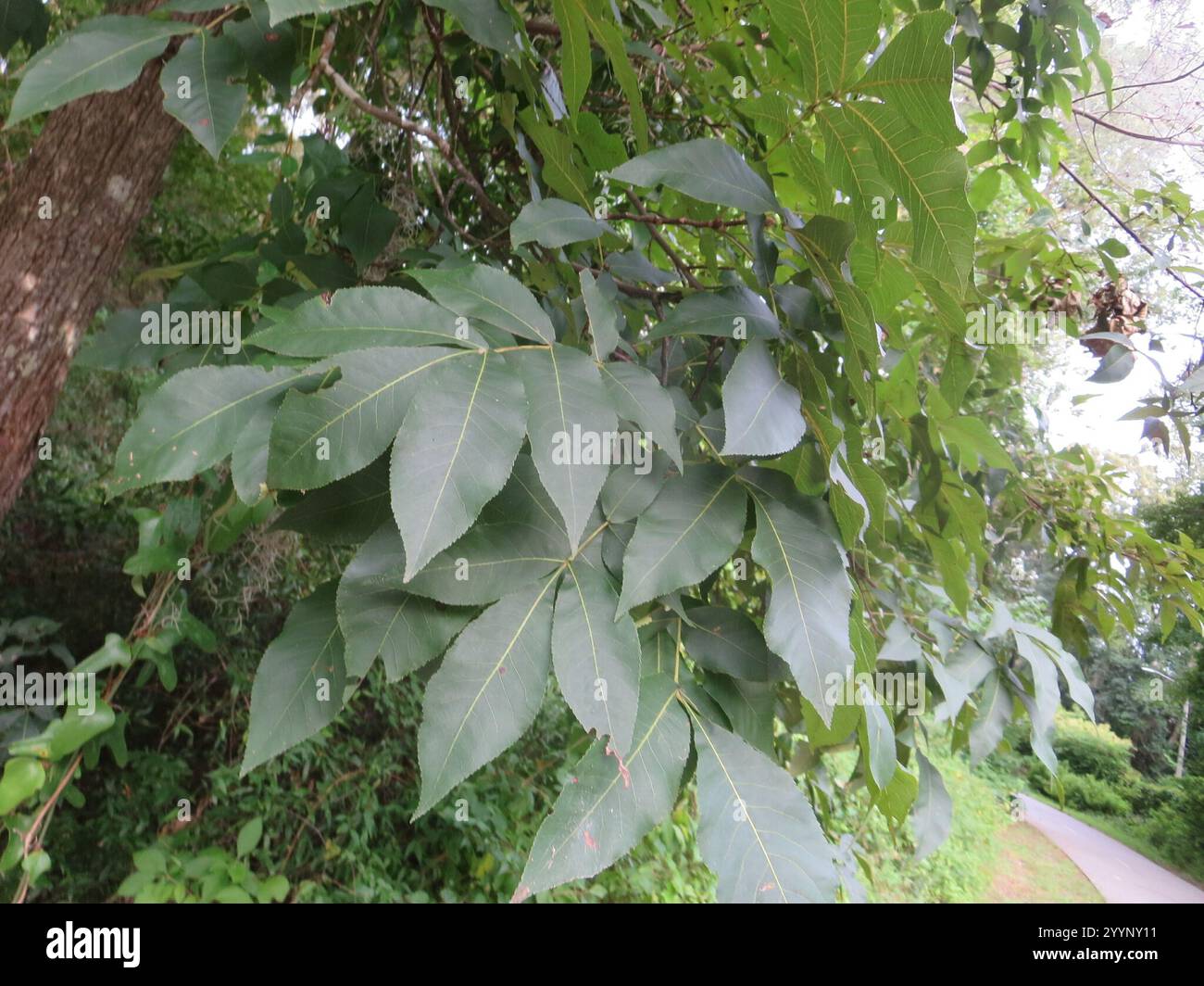 bitternut hickory (Carya cordiformis Stock Photo - Alamy