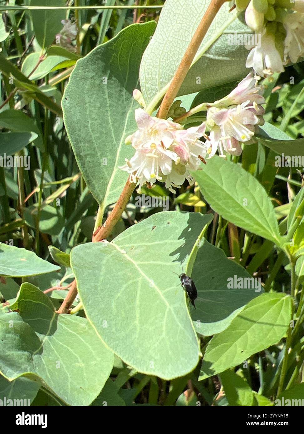 Western Snowberry (Symphoricarpos occidentalis Stock Photo - Alamy